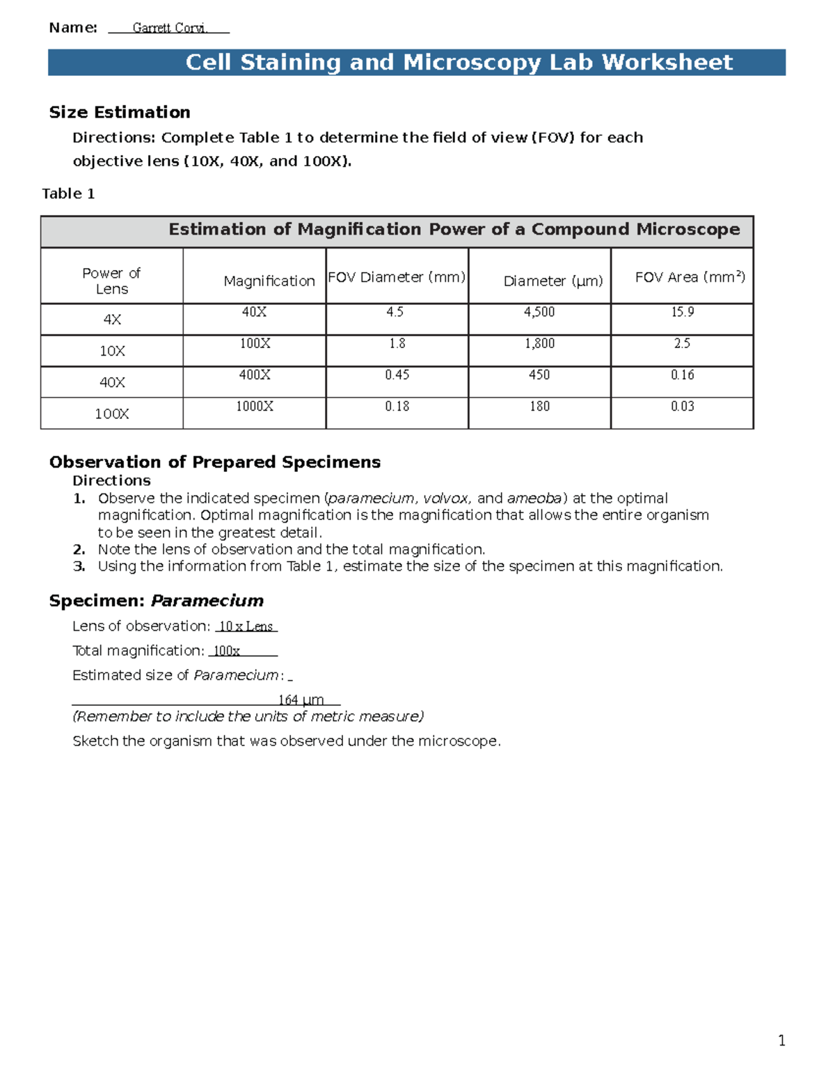 2 Cell Staining and Microscopy worksheet - Size Estimation Directions ...