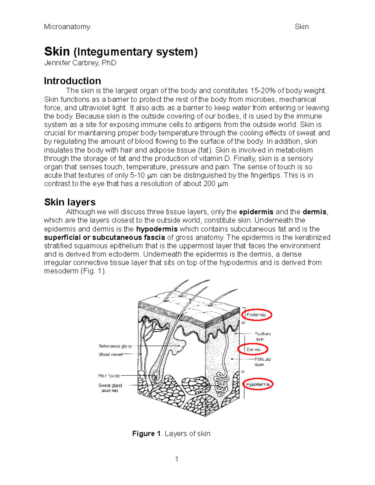 MTM Skin lecture Notes - Skin (Integumentary system) Jennifer Carbrey ...