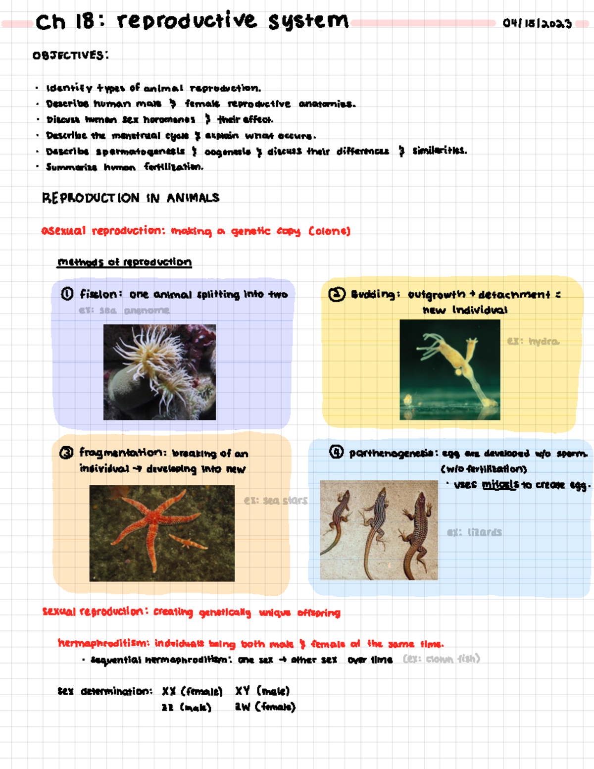 Ch 18- Reproductive System - Ch18:reproductive system 294/18 ...