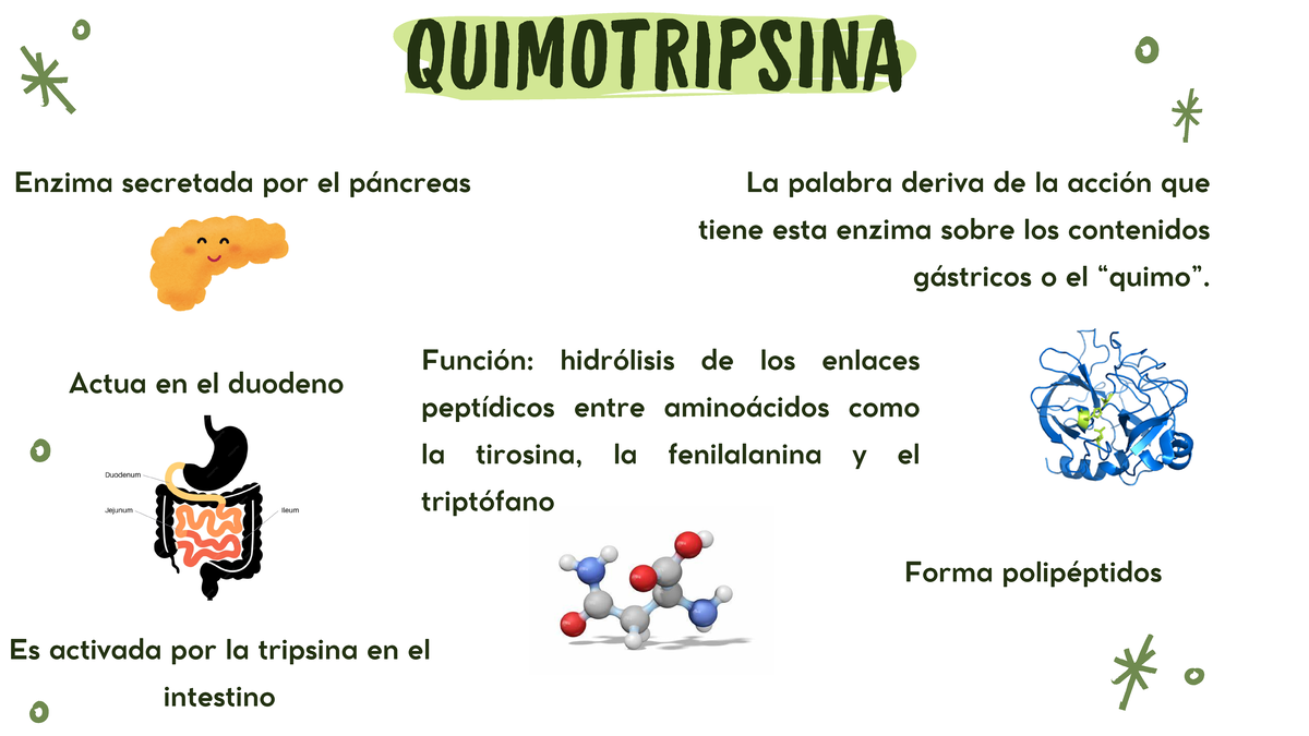Quimotripsina - Enzima digestiva - Bioquímica nutricional ...