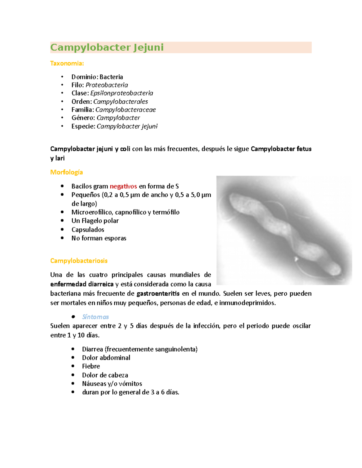 Campylobacter jejuni - Campylobacter Jejuni Taxonomia: Dominio ...