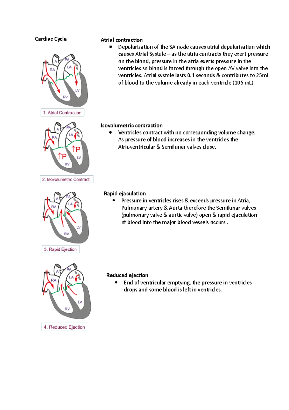 Cardiac Cycle - Cardiac Cycle Atrial contraction Depolarization of the ...