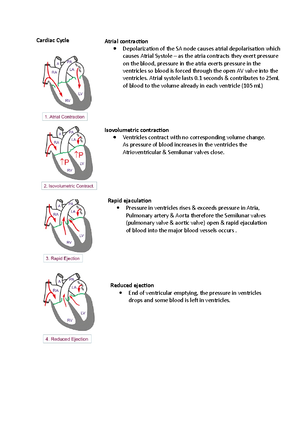 Conduction System of the Heart Electrical Impulses - Tachycardia- is a ...