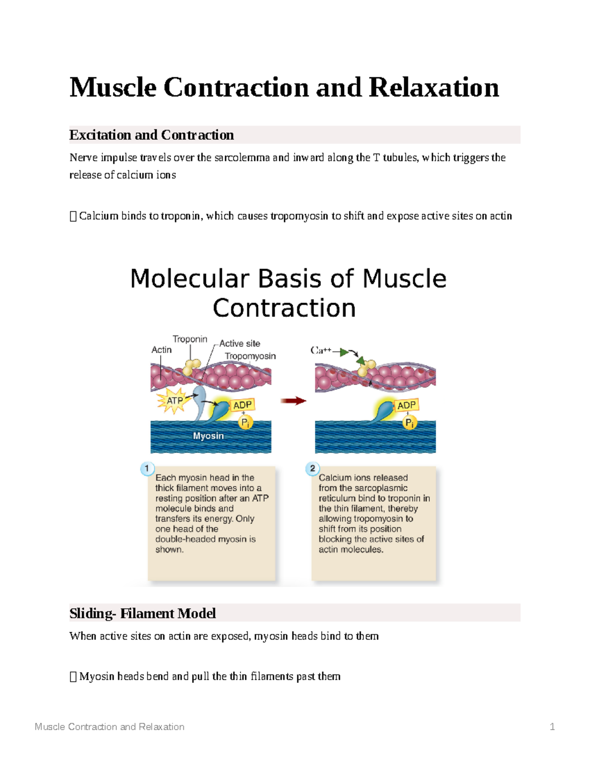 Muscle Contraction and Relaxation - Muscle Contraction and Relaxation ...