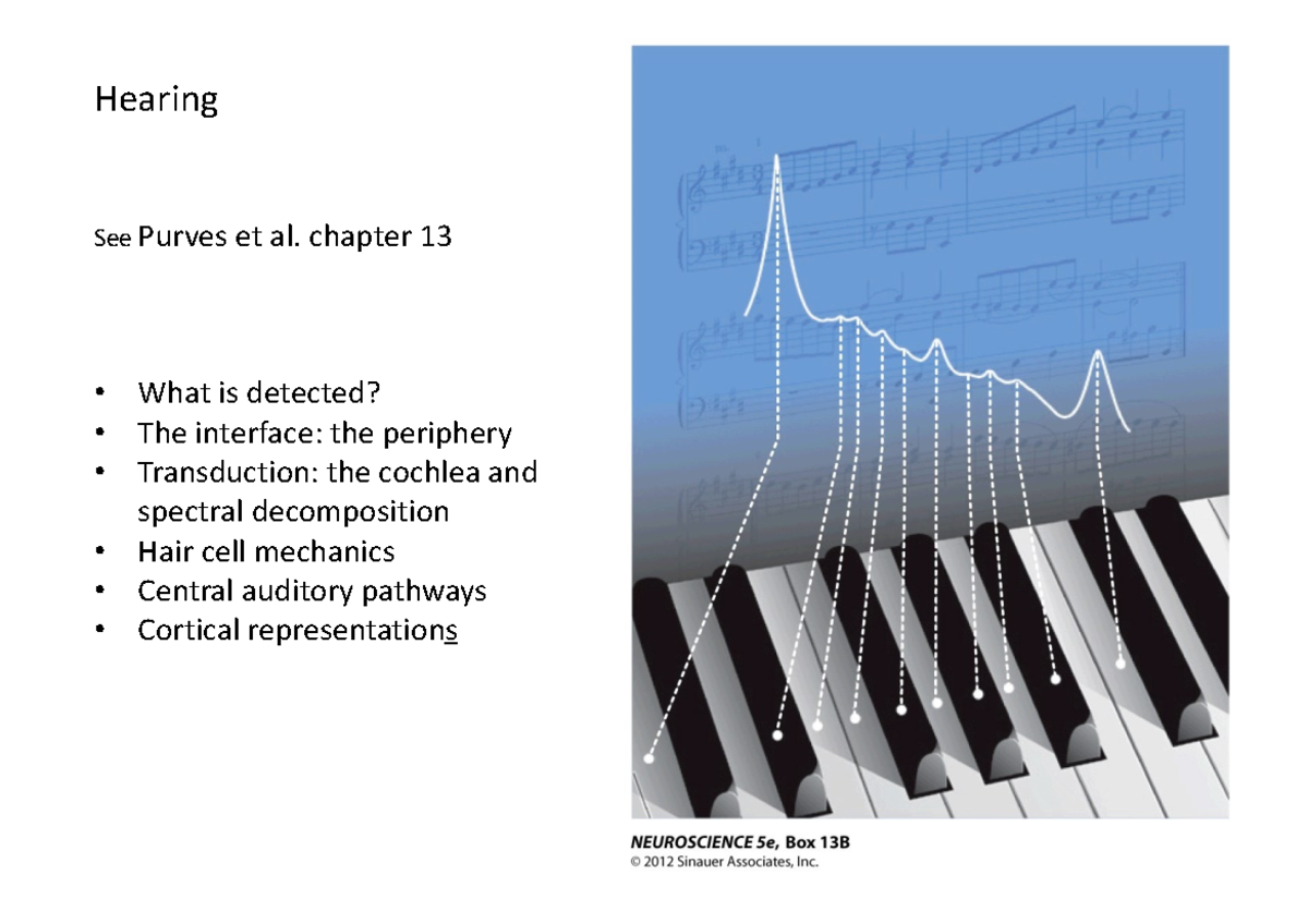 Lecture 12 principles of neuroscience - Hearing See Purves et al ...