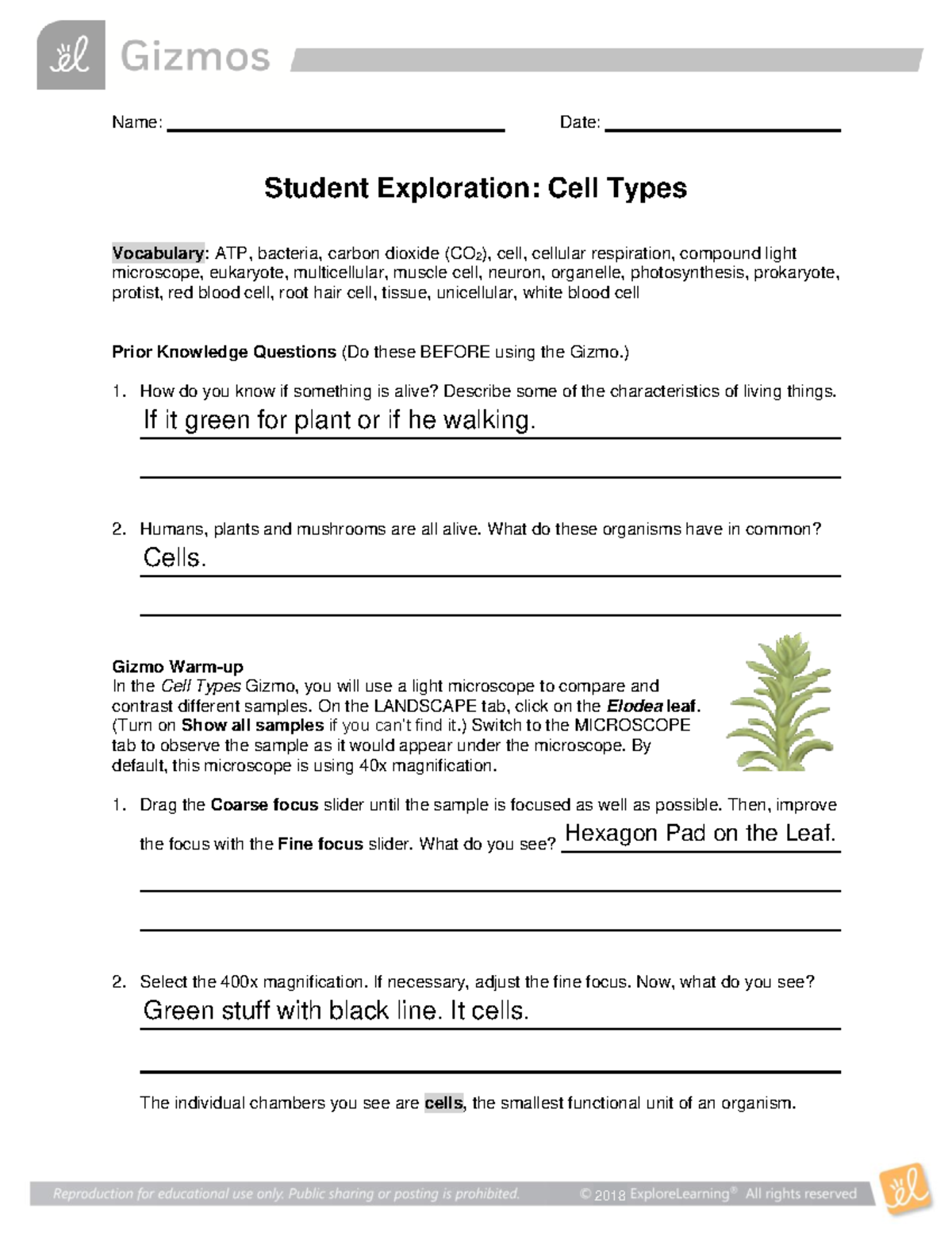 Student Exploration Sheet Cell Types - Name: Date: Student Exploration ...
