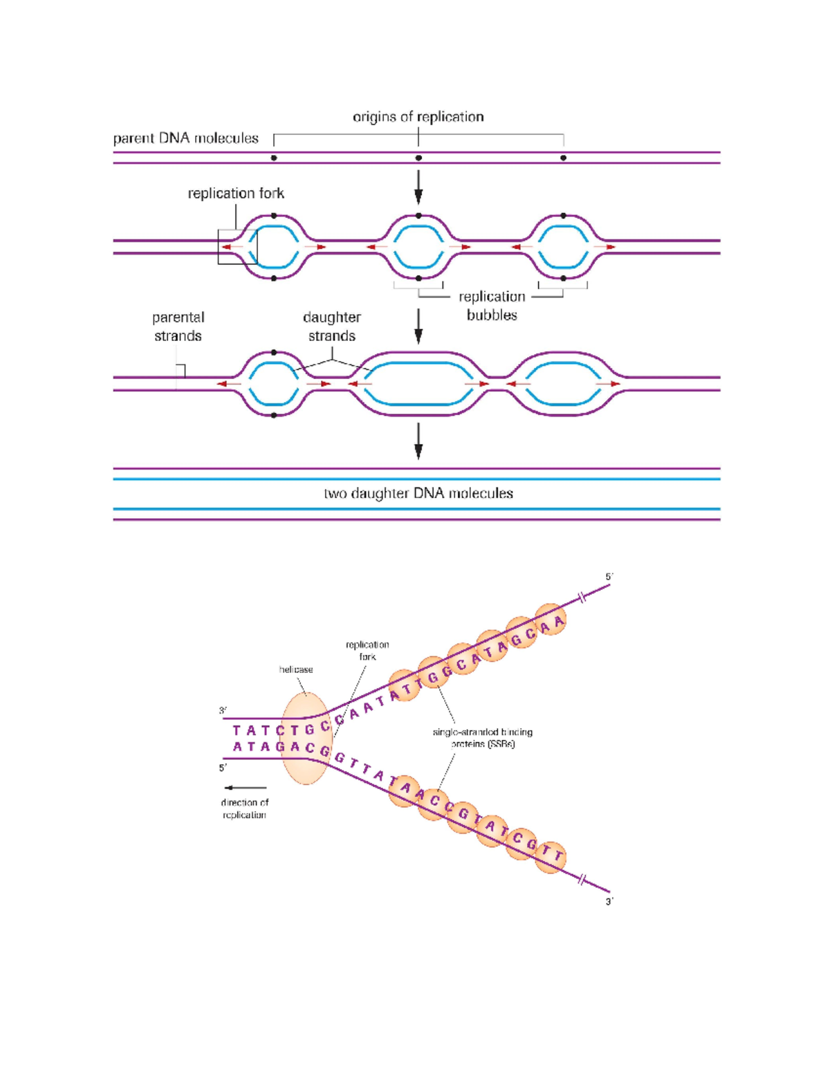 Bio diagrams-2 - bio diagrams in molecular genetics - MCG3143 - Studocu