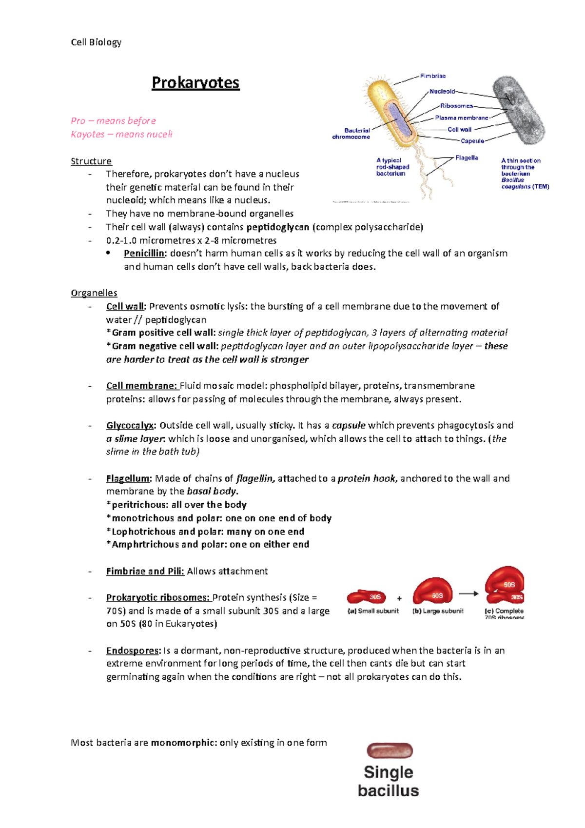 Prokaryotes - notes - Cell Biology Prokaryotes Pro – means before ...