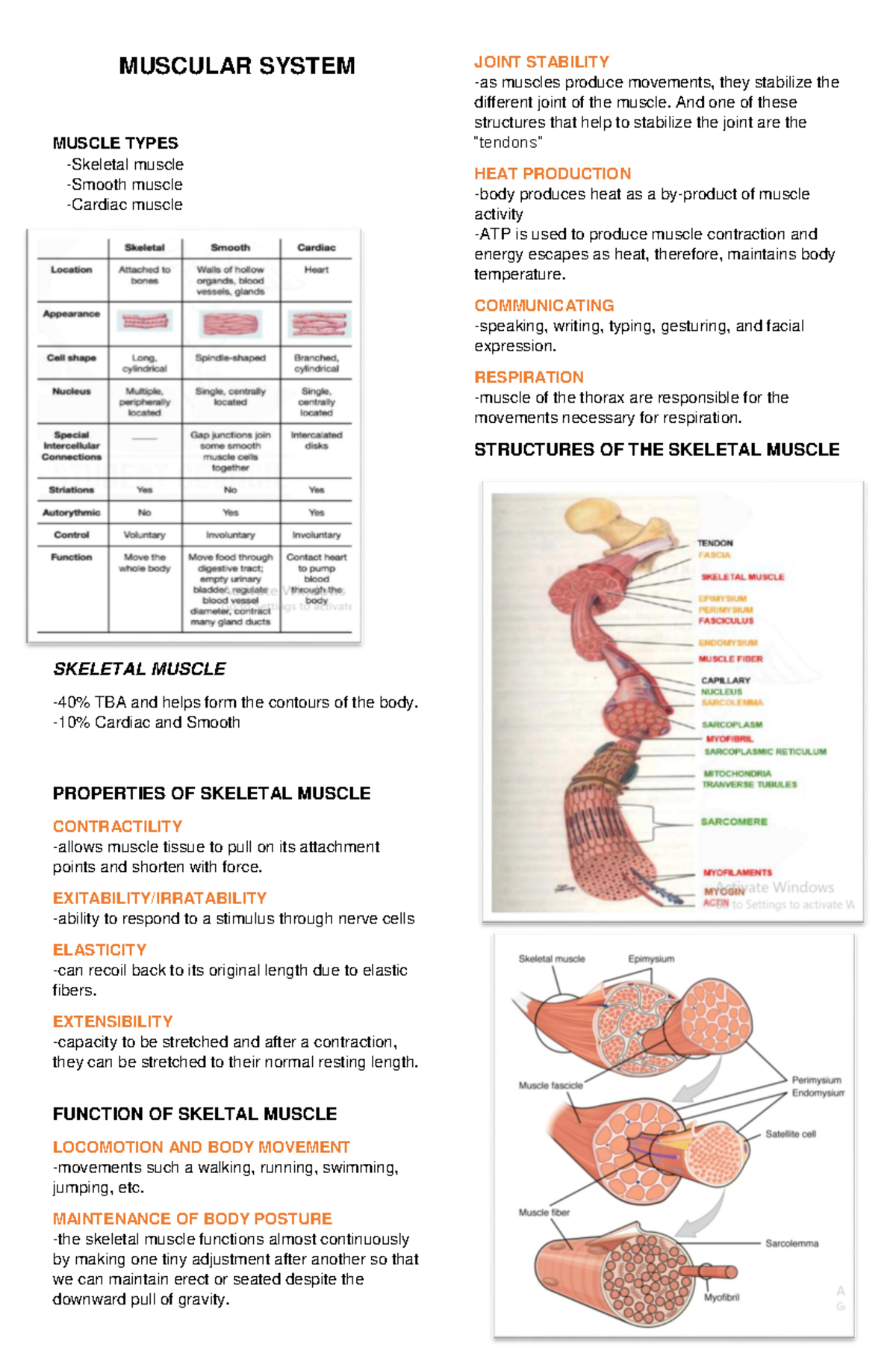 Muscular- System - MUSCULAR SYSTEM MUSCLE TYPES Skeletal muscle Smooth ...