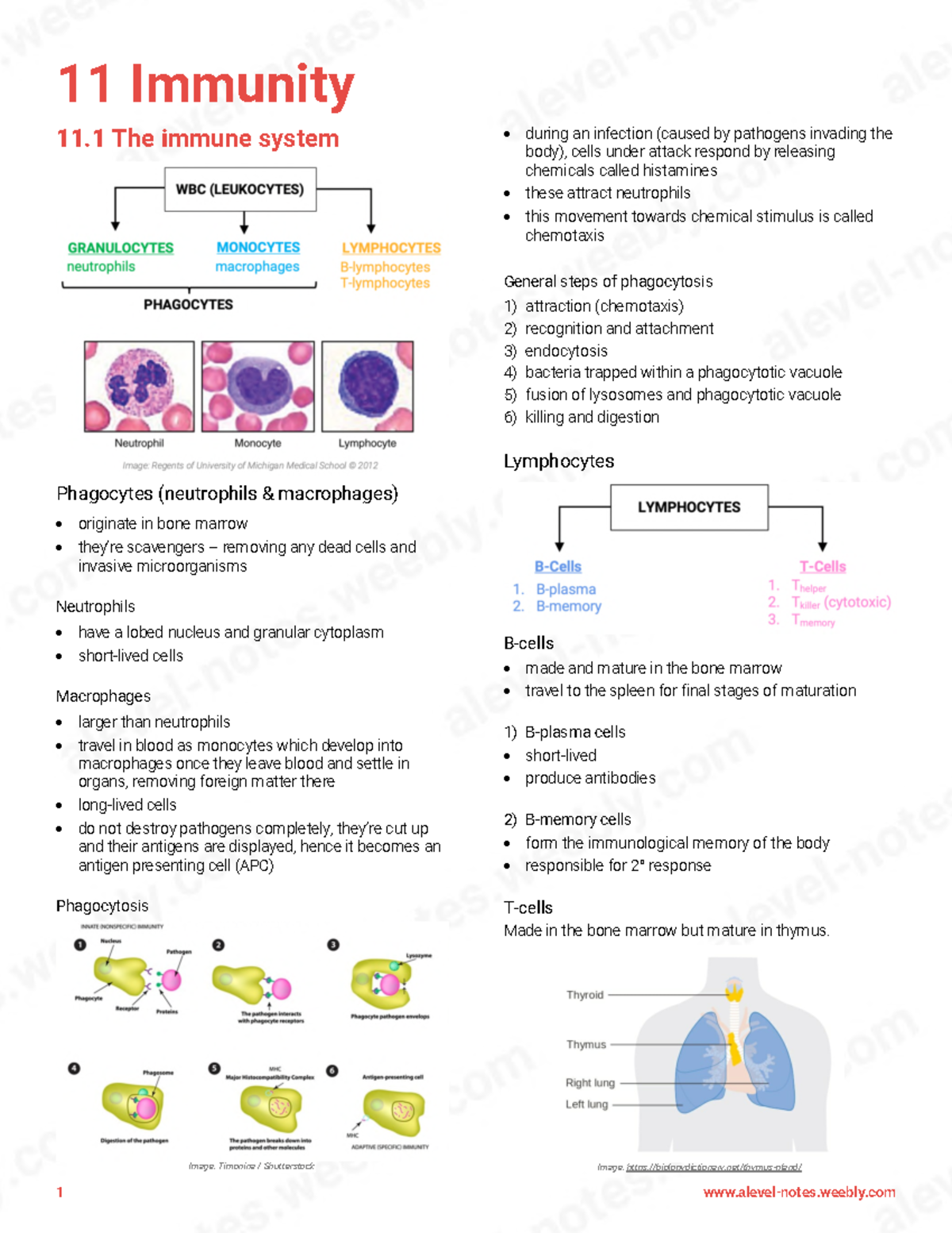 11 immunity - Summary biology - 11 Immunity 11 .1 The immune system ...