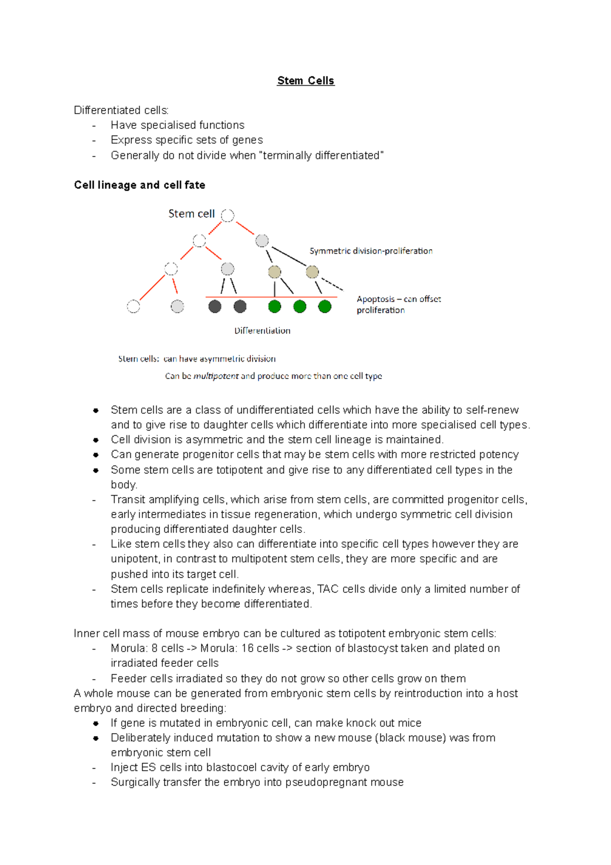 Stem Cells - Topic and Lecture note summary - Stem Cells Differentiated ...