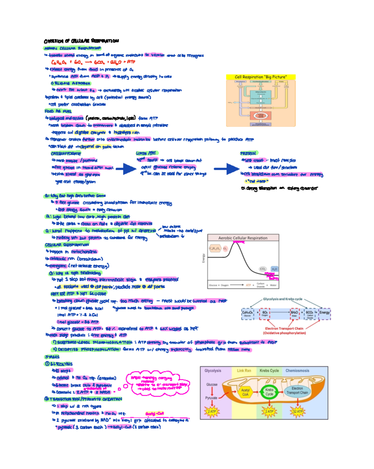 3. Overview of Cellular Respiration - overview of CELLULAR RESPIRATION ...
