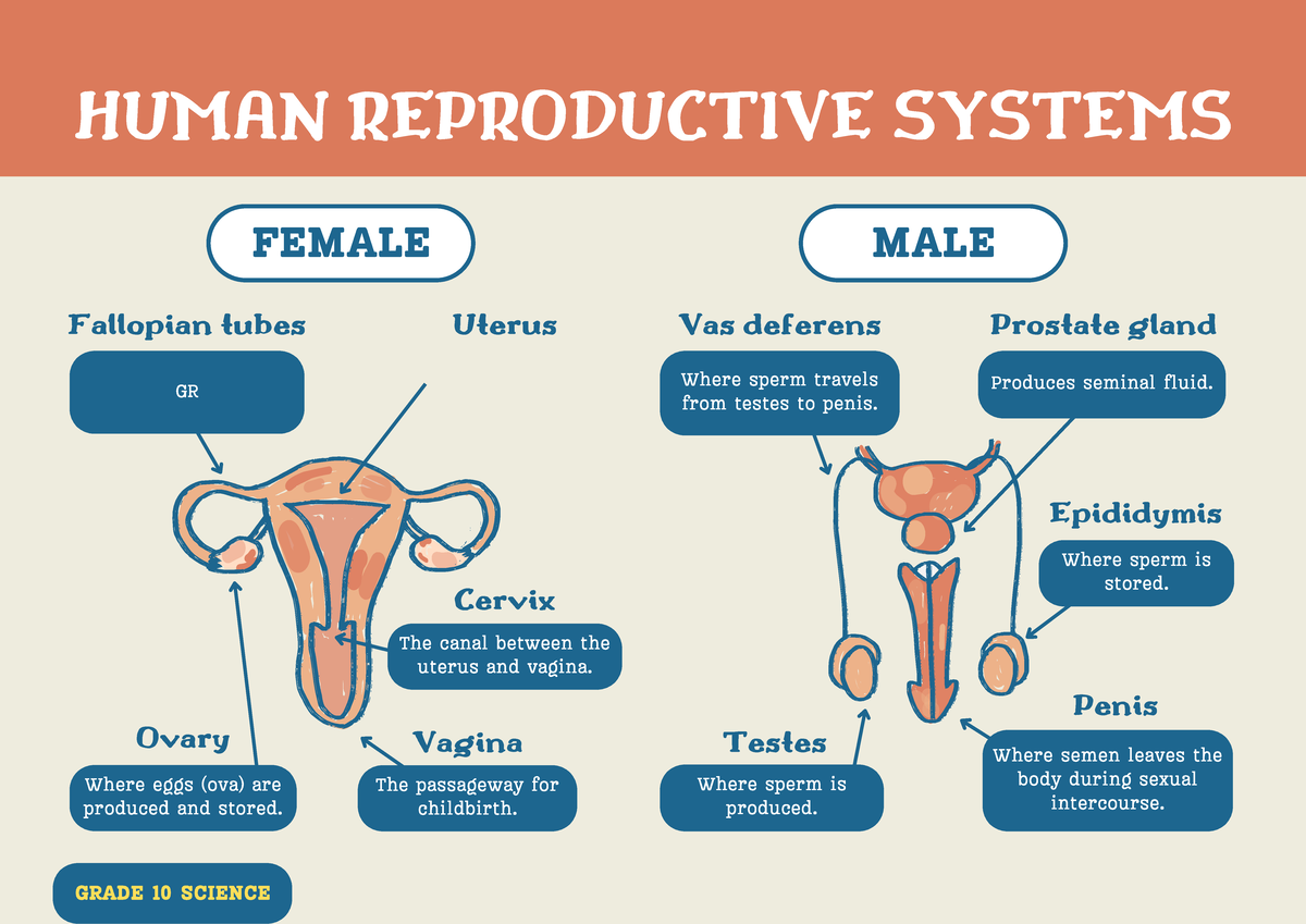 Human Reproductive Systems Education Poster in Blue Orange Scrapbook ...