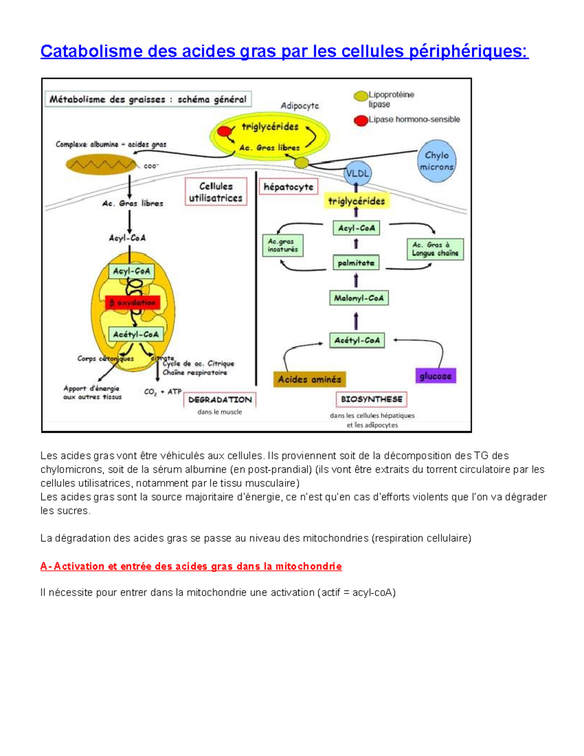 Métabolisme des lipides - Catabolisme des acides gras par les cellules ...