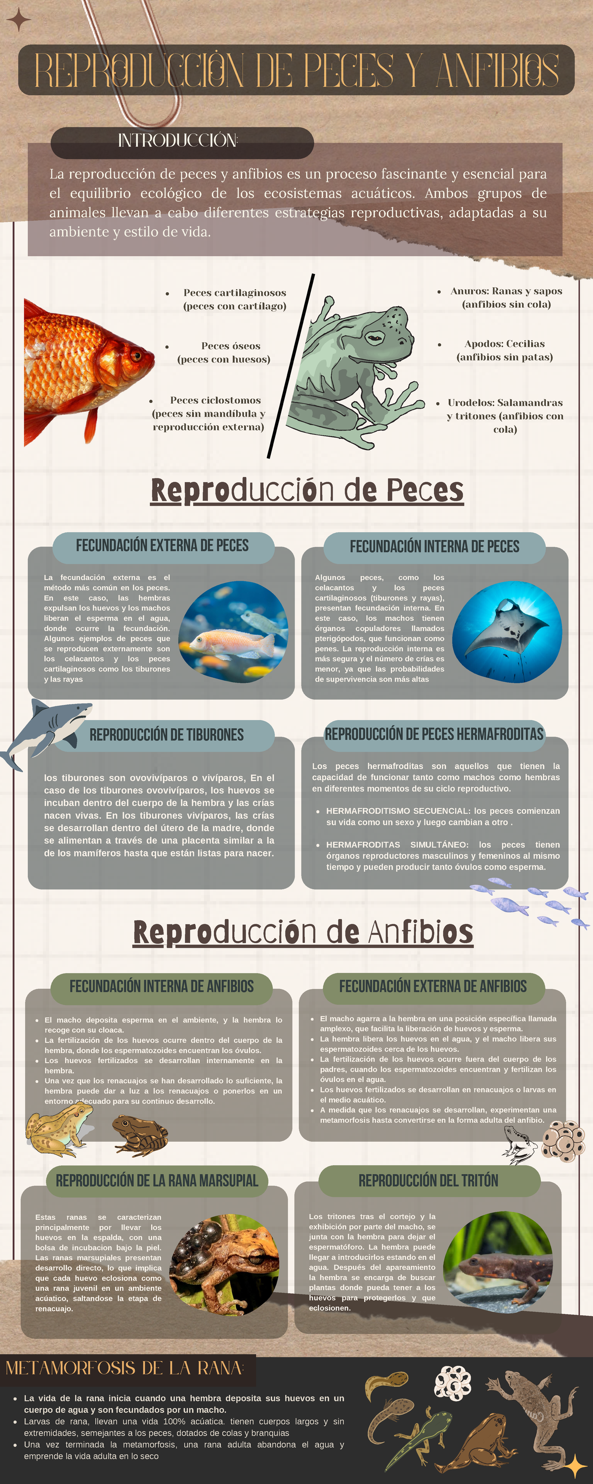 Anfibios Y Peces Repro. - Peces ciclostomos (peces sin mandíbula y ...