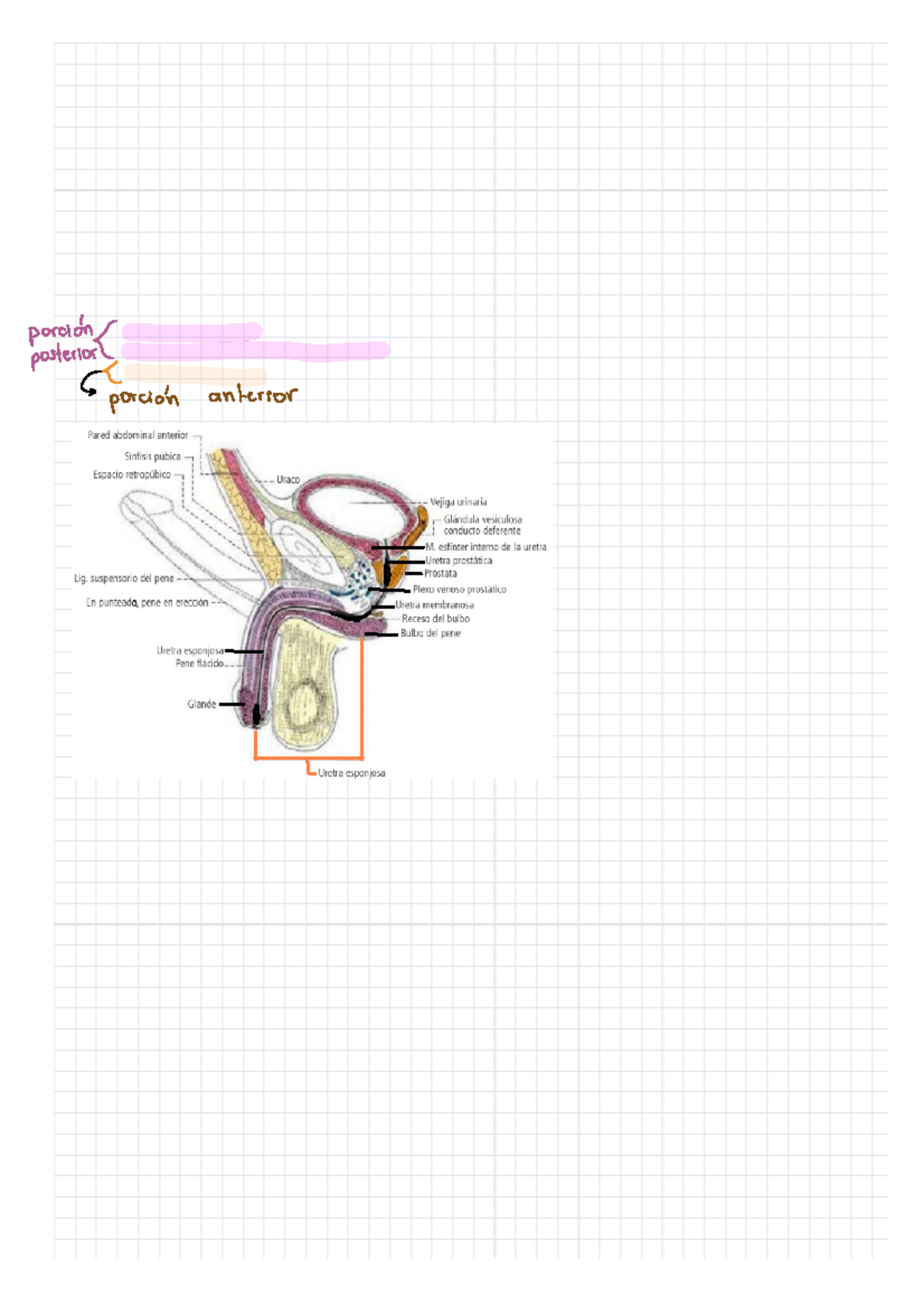 Uretra masculina- Latarjet - Uretra URETRA MASCULINA del cuello vesical ...