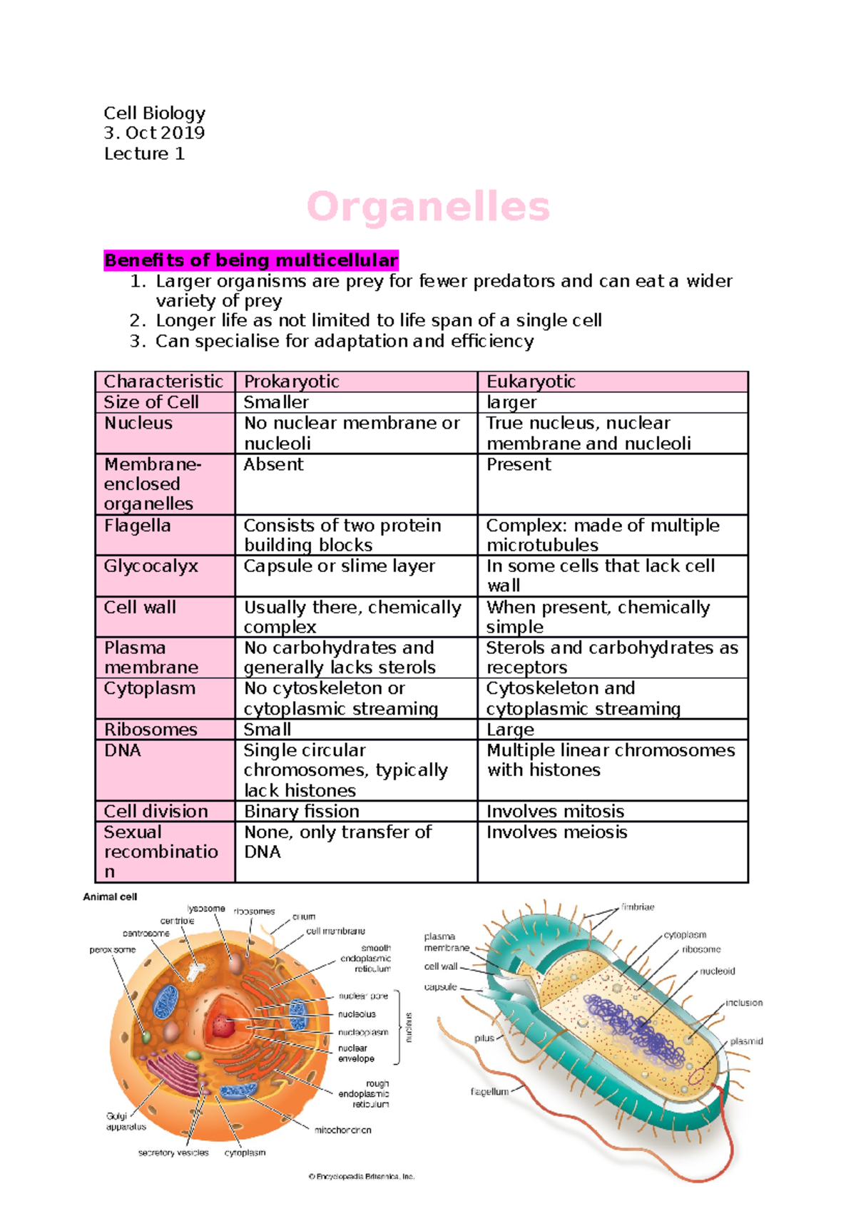 1 - Cell Biology - Lecturer: Wayne Year 1 Biomedical Sciences - Cell ...
