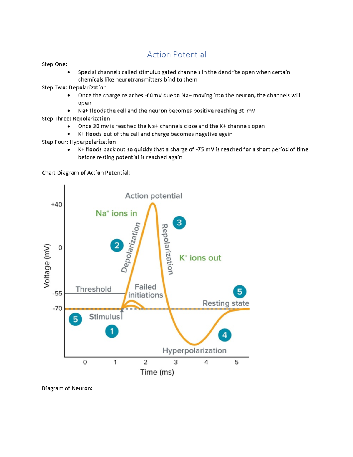 Action potential- neuroscience - Action Potential Step One: - Special ...
