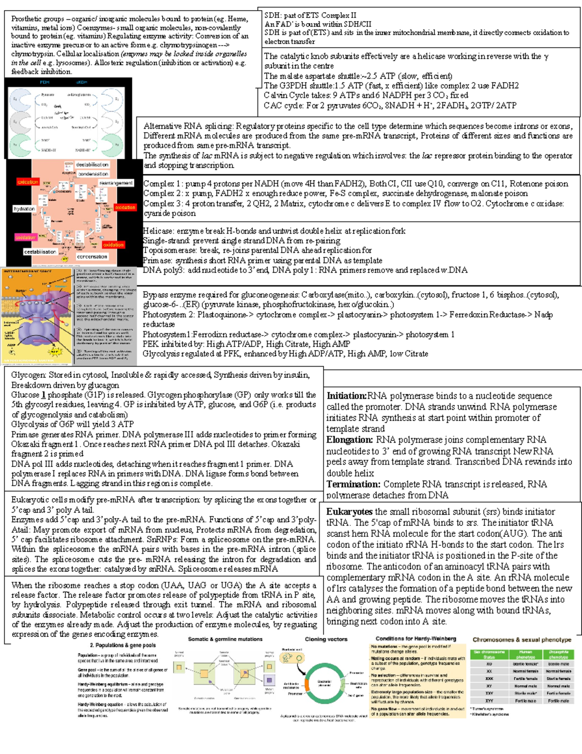 Biosci 101 A4 - helpful - SDH: part of ETS Complex II An FAD+ is bound ...