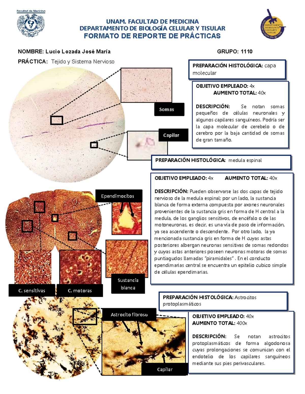 Cortes histológicos de sistema nervioso - UNAM. FACULTAD DE MEDICINA ...