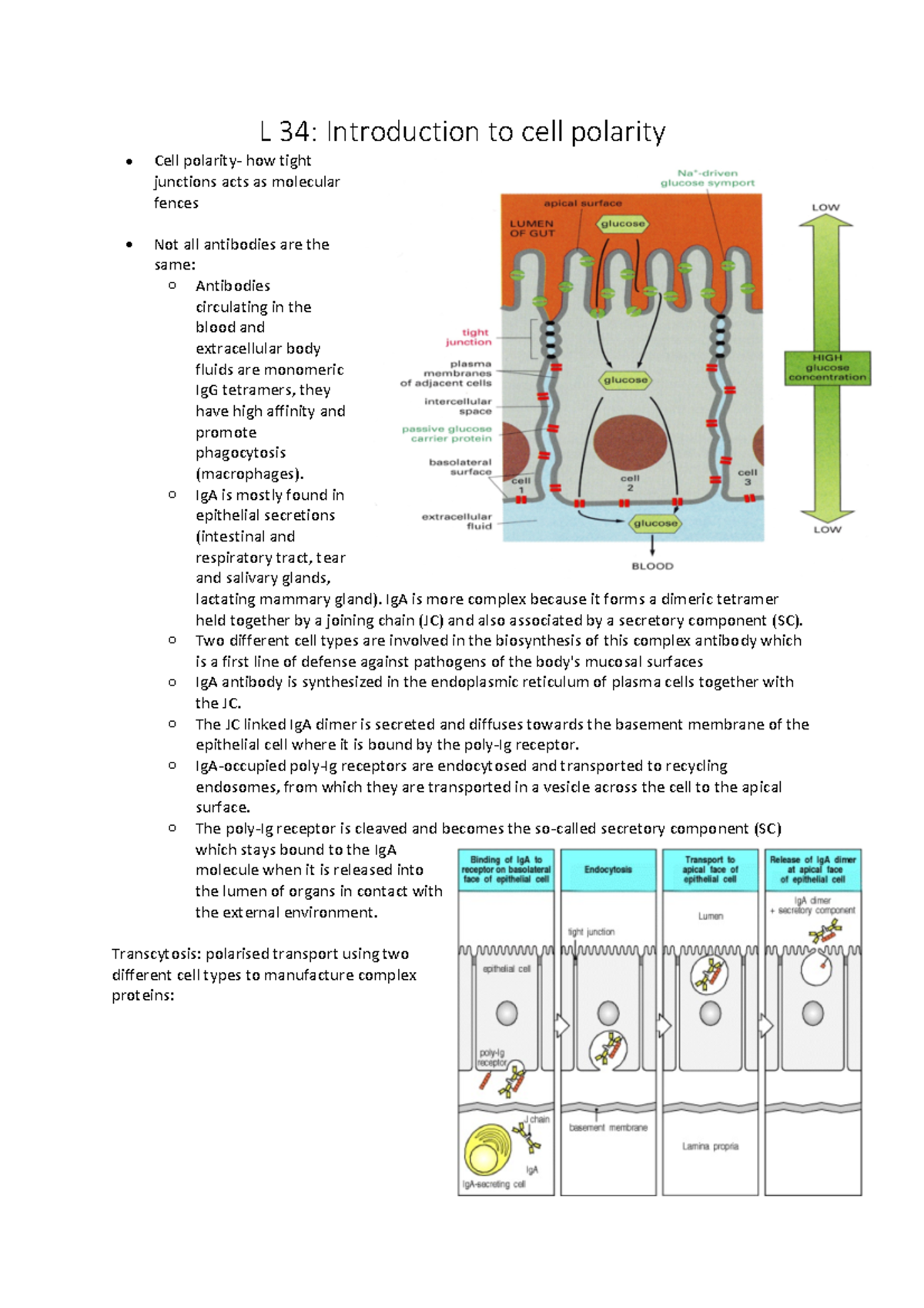 Cell polarity - L 34: Introduction to cell polarity • Cell polarity ...