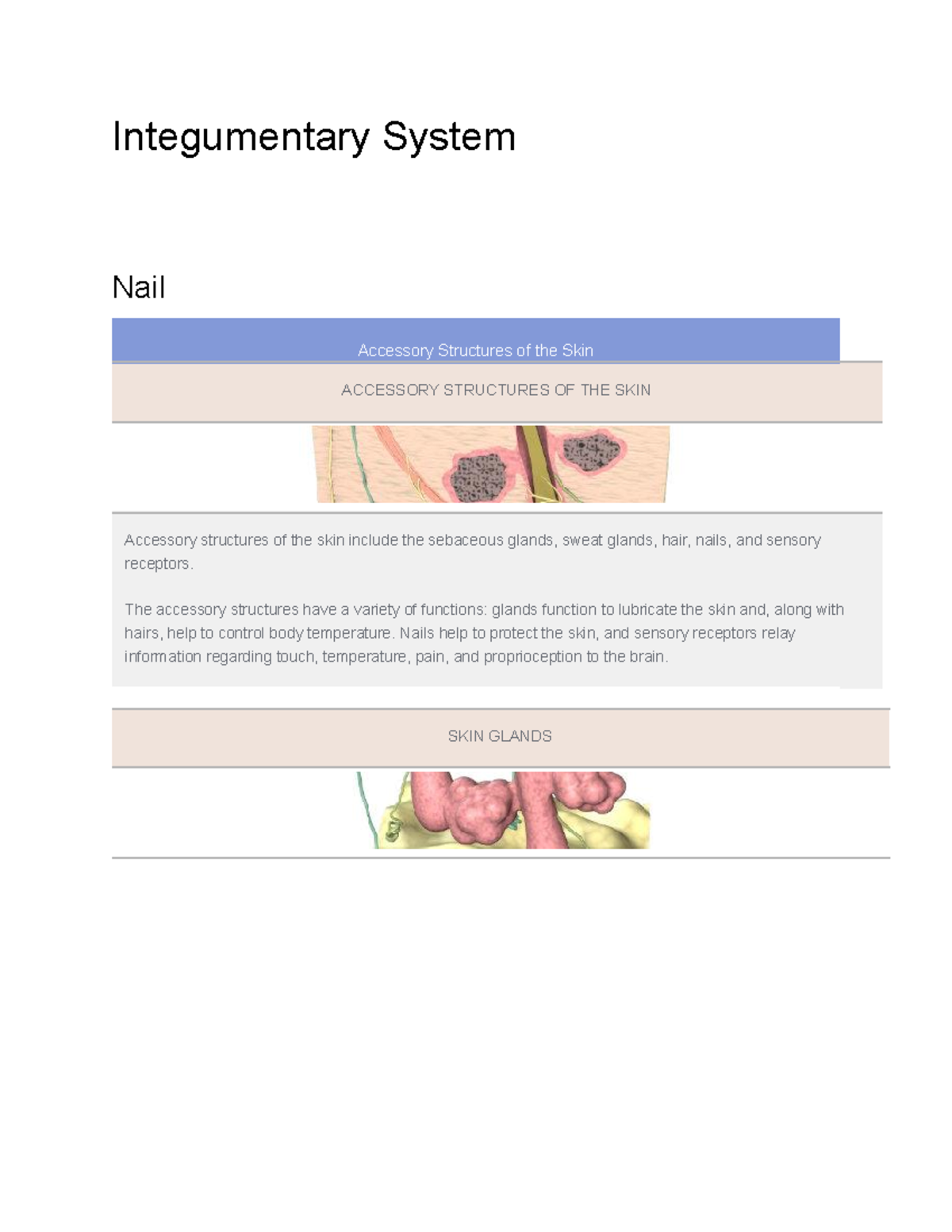 KAAP309L- integumentary - Integumentary System Nail Accessory ...
