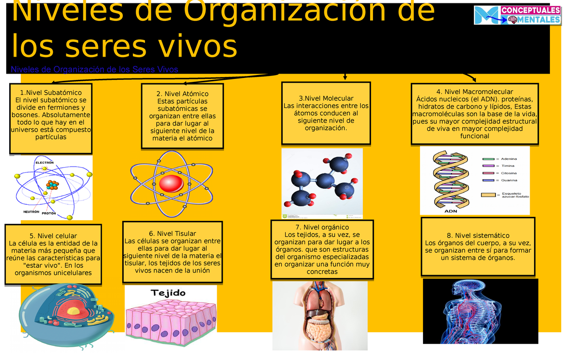 Niveles de organización seres vivos - Niveles de Organización de los ...