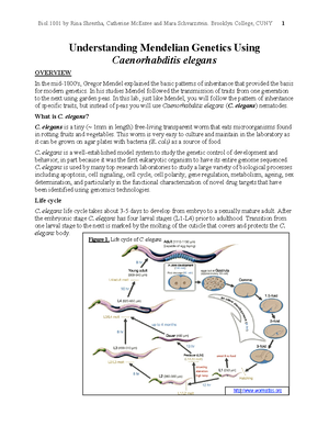 BIO101 Lab02 Macromolecules - BIO 101 Lab 0 2: Chemistry. Introduction ...