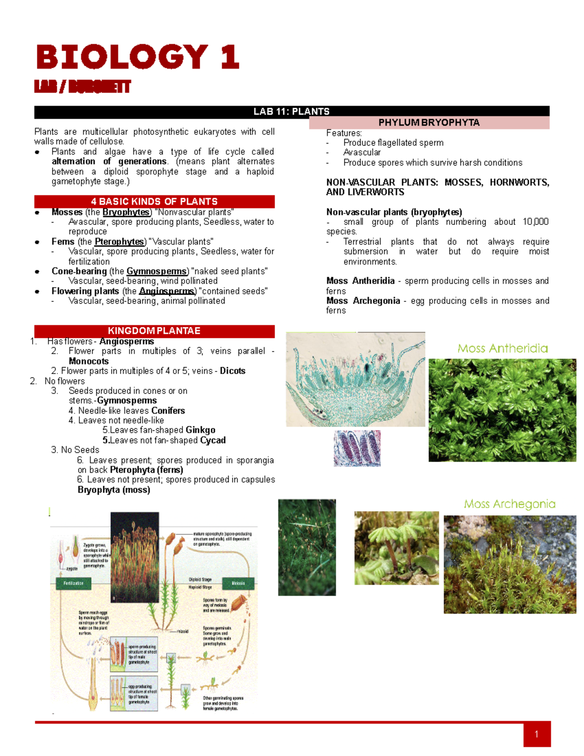 Copy of BIO1 LAB 11 - PLANTS - BIOLOGY 1 LAB / BURCHETT LAB 11: PLANTS ...