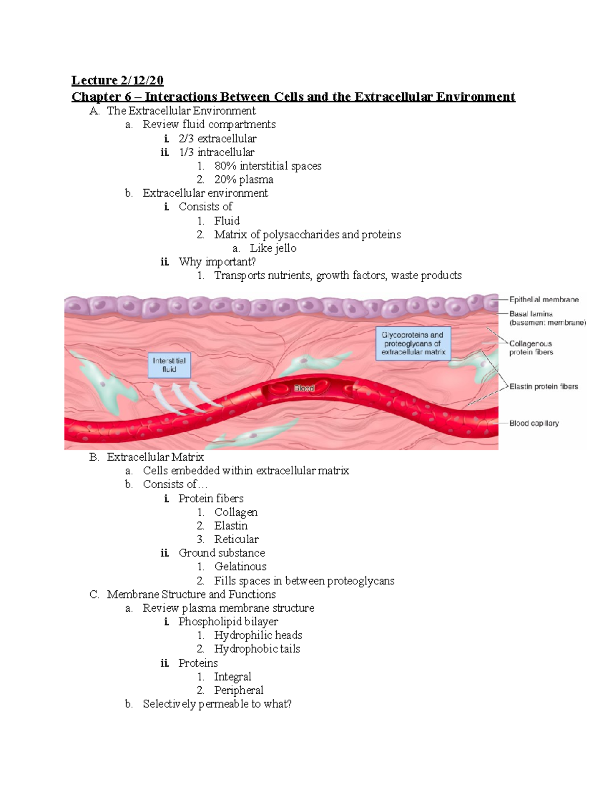 Physiology Unit 2 - Lecture notes first part of notes - Lecture 2/12 ...