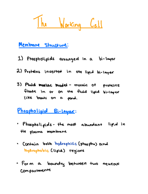 Chapter 4 Notes - Cell Structure - Cell Structure Celts Cells were ...