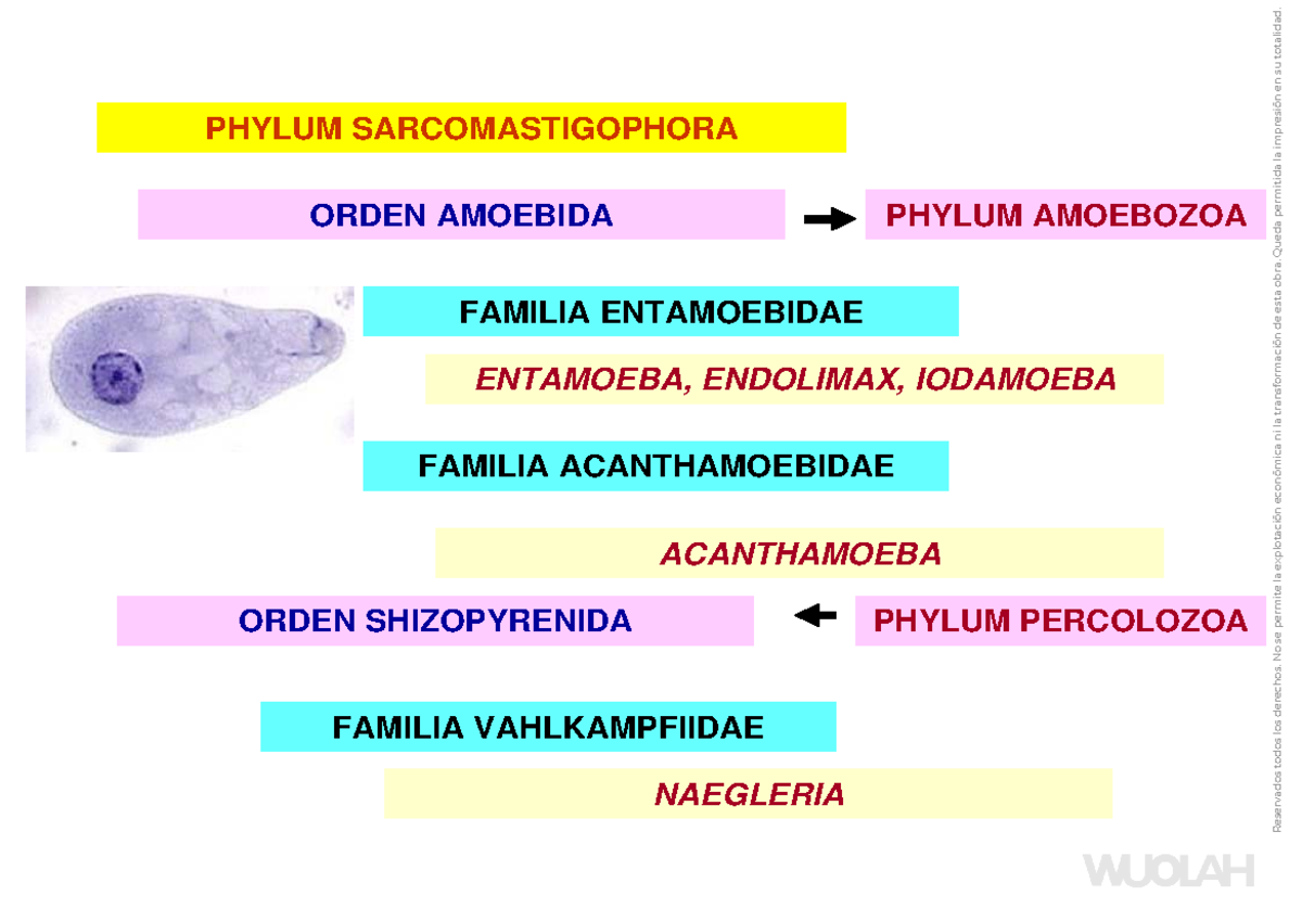Clase 3 ClasificaciÓn Y Entamoeba - PHYLUM SARCOMASTIGOPHORA ORDEN ...