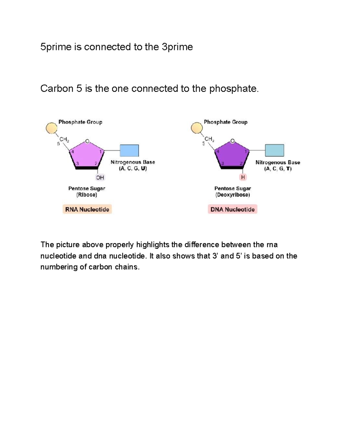 From genes to proteins - 5prime is connected to the 3prime Carbon 5 is ...
