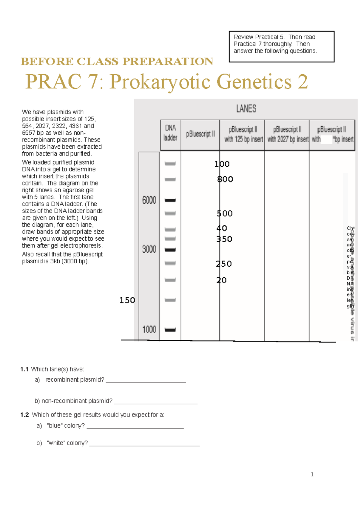 BIOL1020 Prac 7 - Cloning Conclusion - BEFORE CLASS PREPARATION PRAC 7: Prokaryotic Genetics 2 1 ...