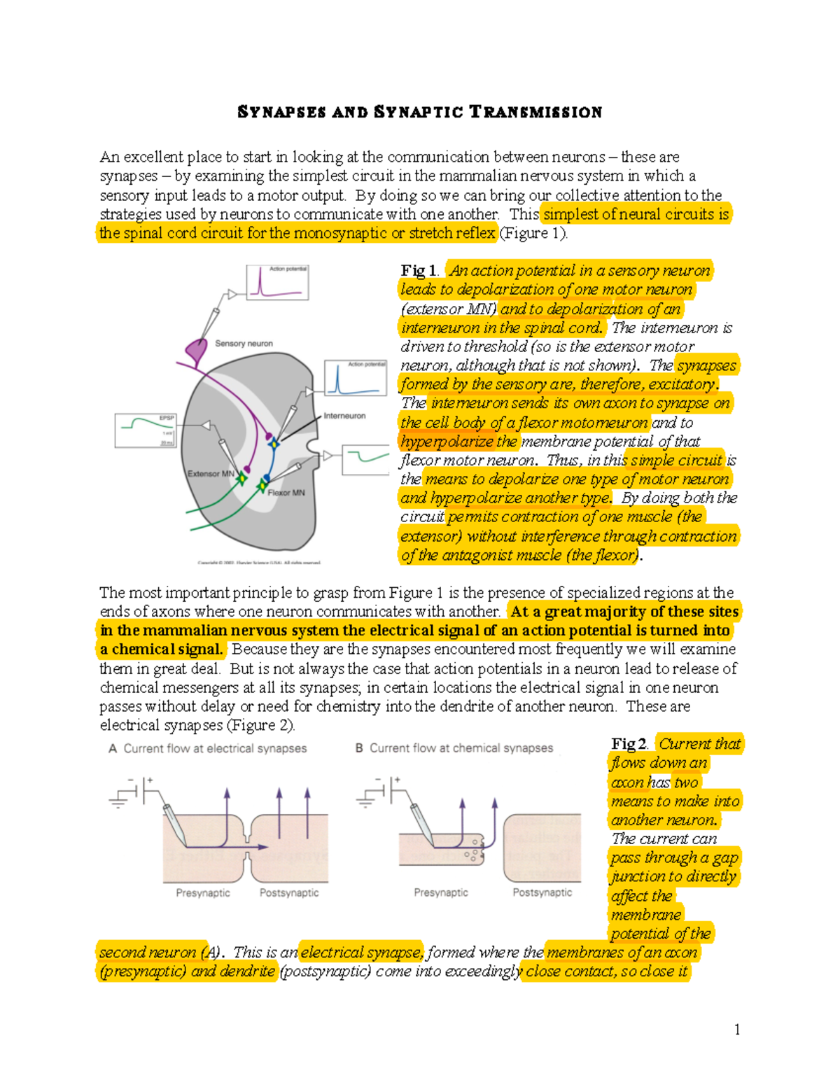 Lecture 11 Synapses - Warning: Popup annotation has a missing or invalid parent annotation ...