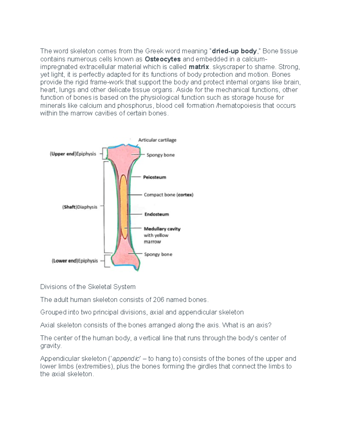Skeletal-system-1 - Our Lady of Fatima University - The word skeleton ...