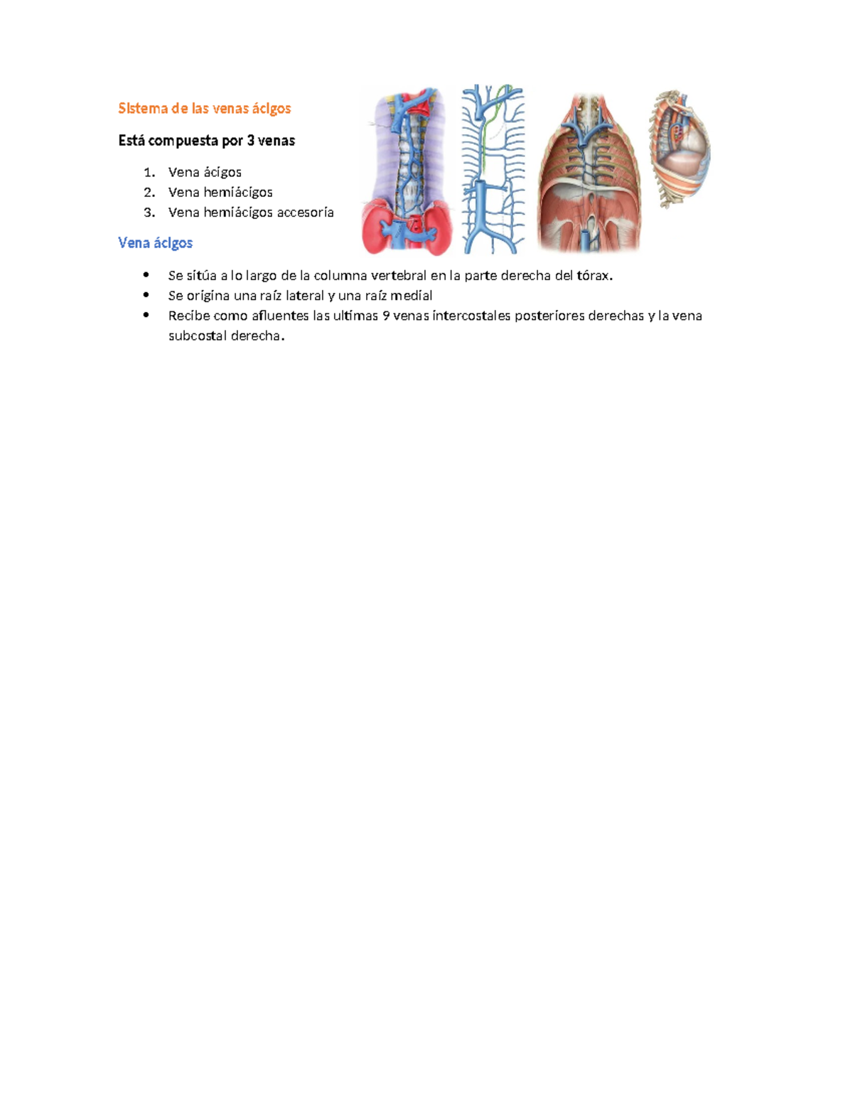 Sistema de las venas ácigos - Anatomía - Vena ácigos 2. Vena hemiácigos ...