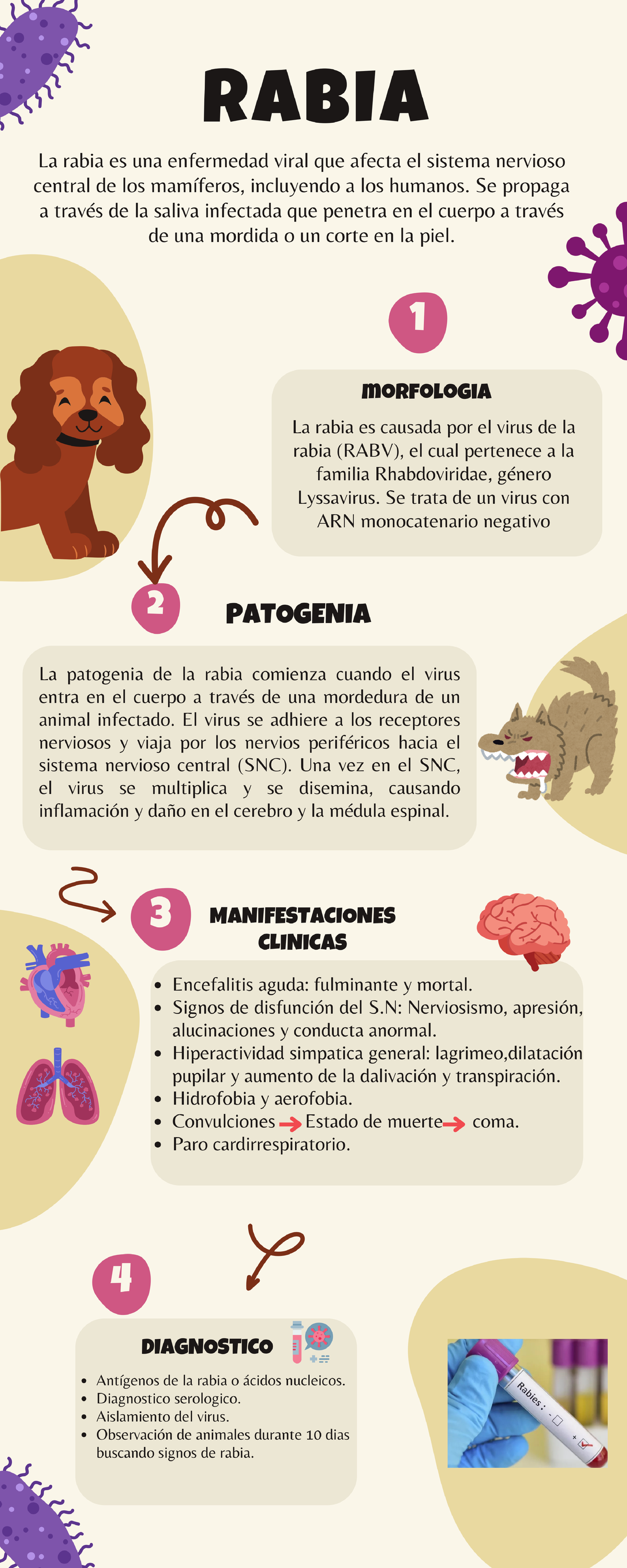 Rabia CAP 42 - RABIA La rabia es una enfermedad viral que afecta el ...