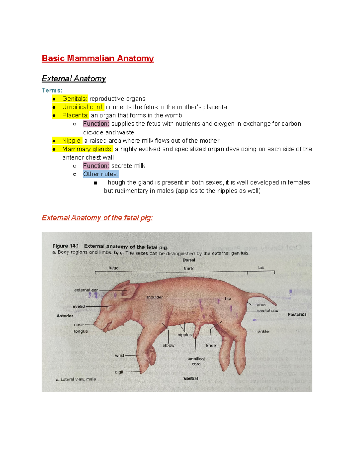 Bio lab final study guide - Basic Mammalian Anatomy External Anatomy ...