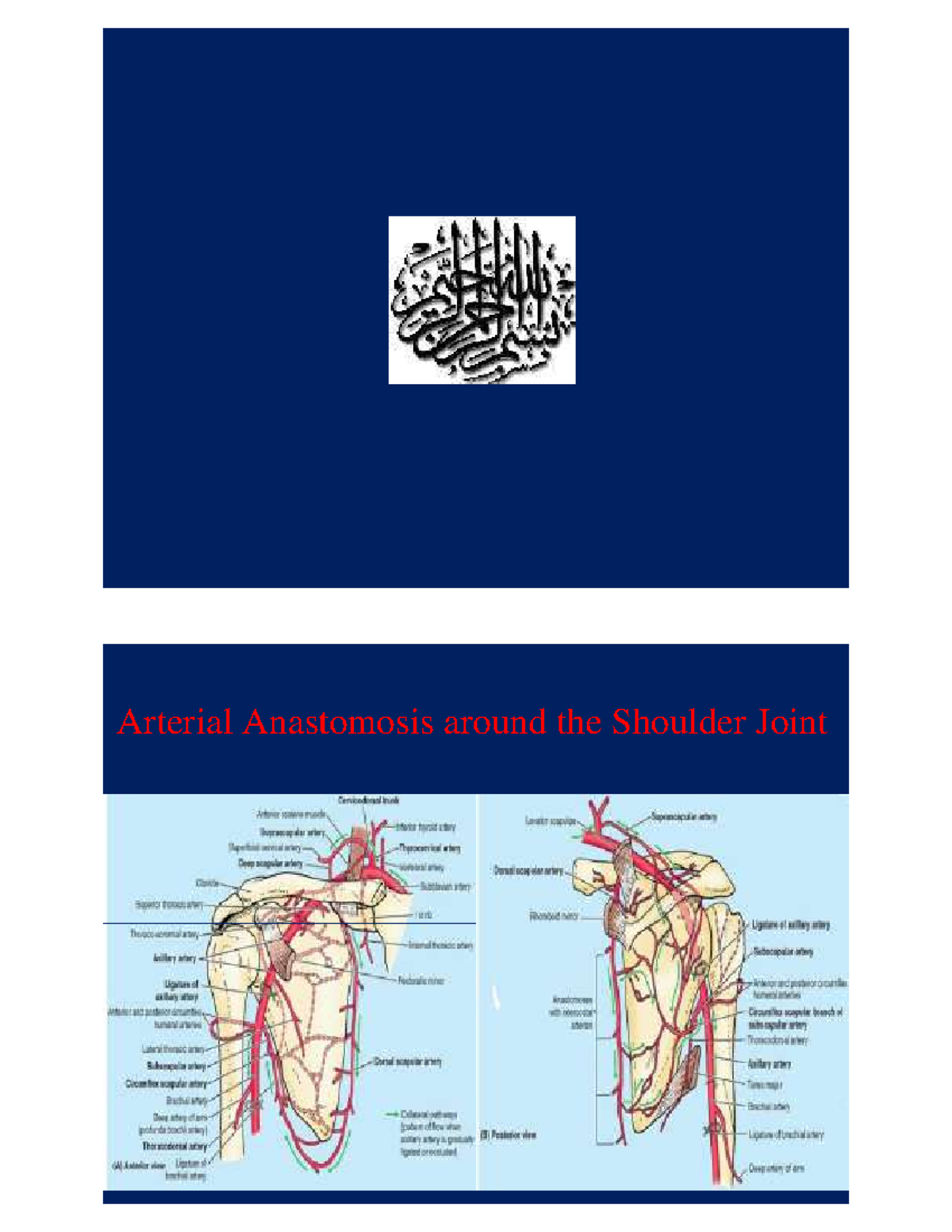 Arterial Arterial Anastomosis Anastomosis around the Shoulder Joint ...