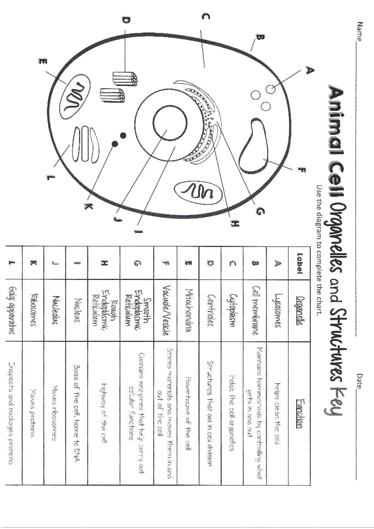Animal cell organelles-answers - BIO1CO - Studocu