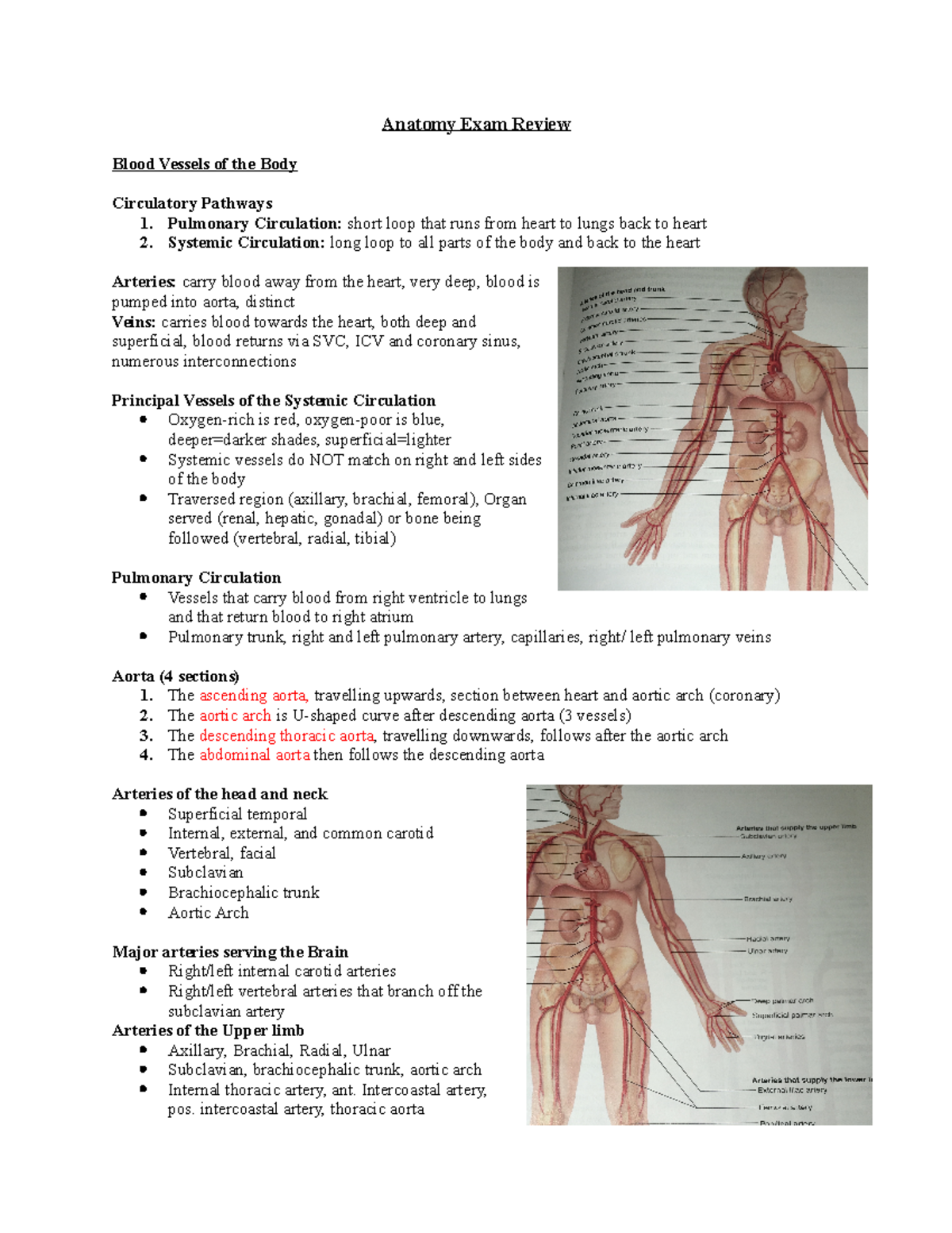 Anatomy Exam Review - Anatomy Exam Review Blood Vessels of the Body ...