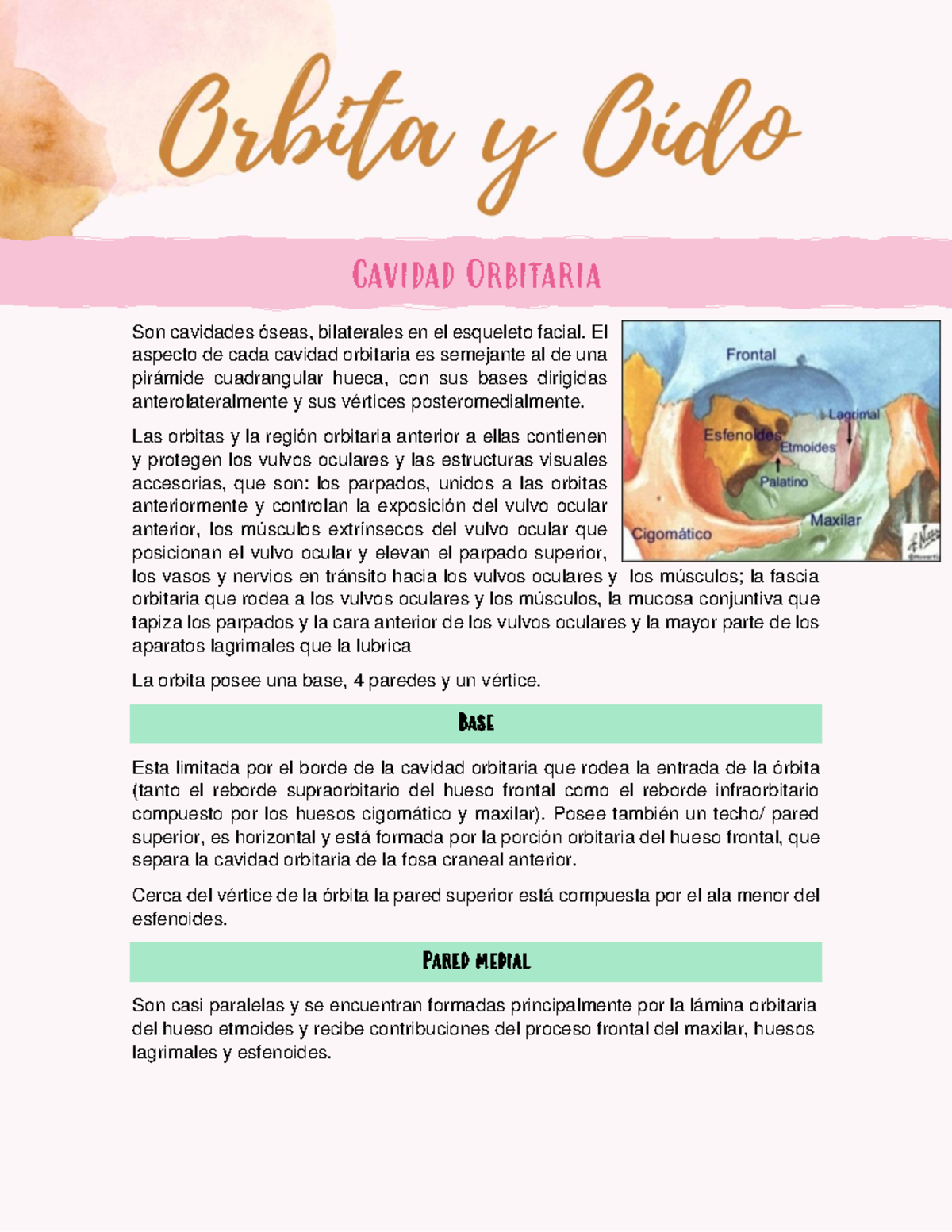 28 Orbita y Oído - 2021 - Son cavidades óseas, bilaterales en el ...