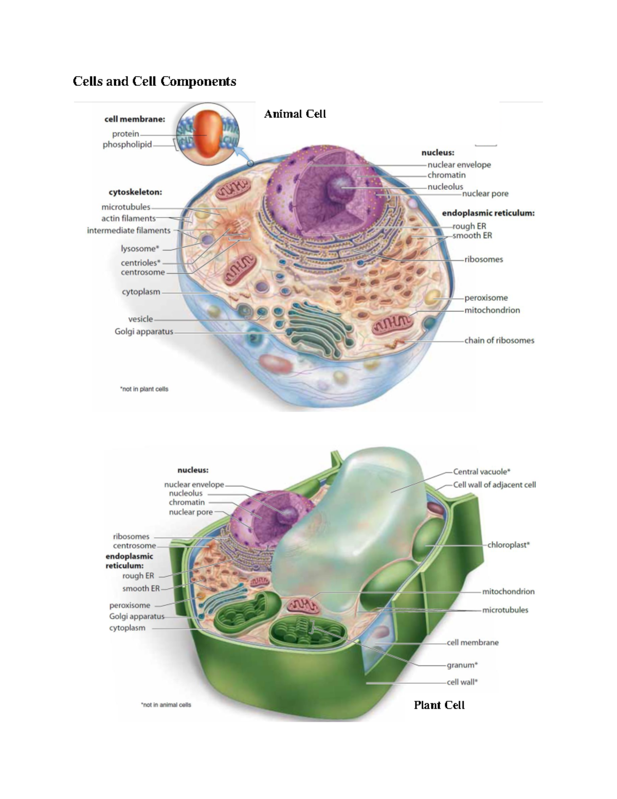 Cells and Cell Components W 24 - Cells and Cell Components Animal Cell ...