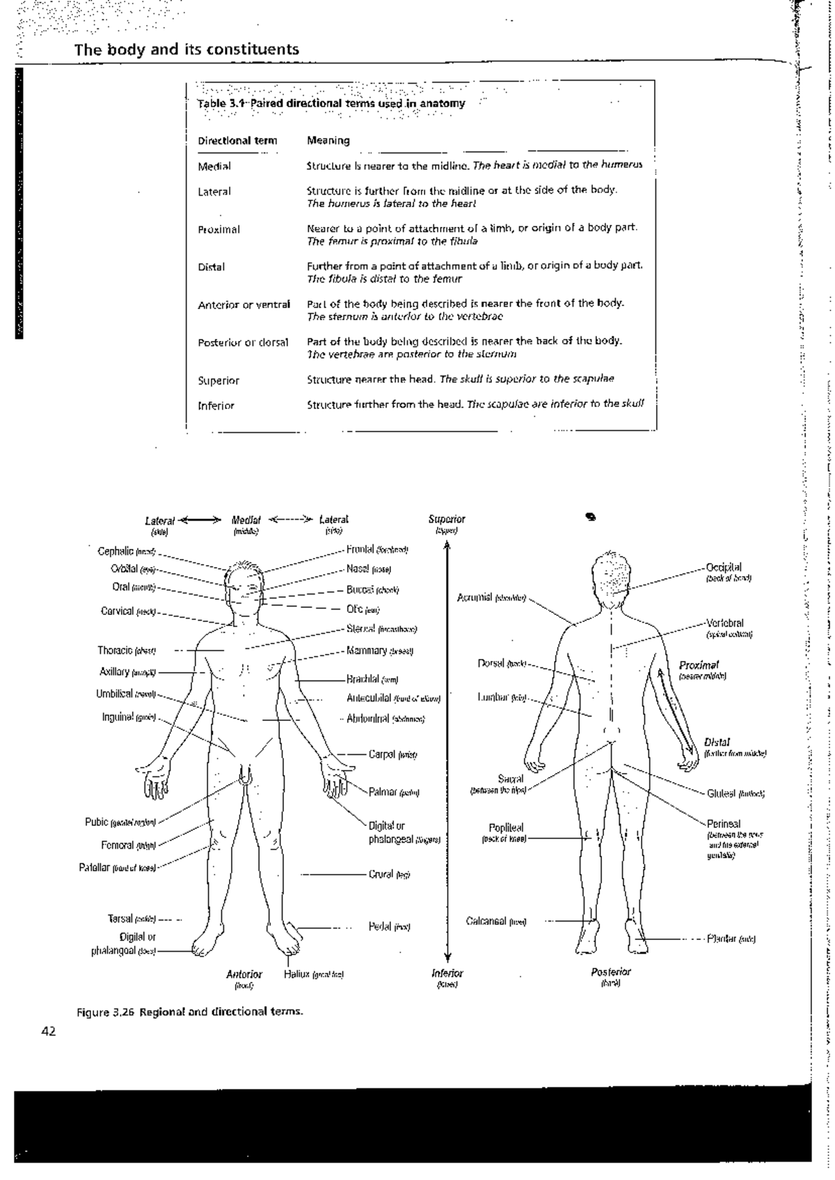 Anatomical terms - The body and its constituents Table 3 Paired ...