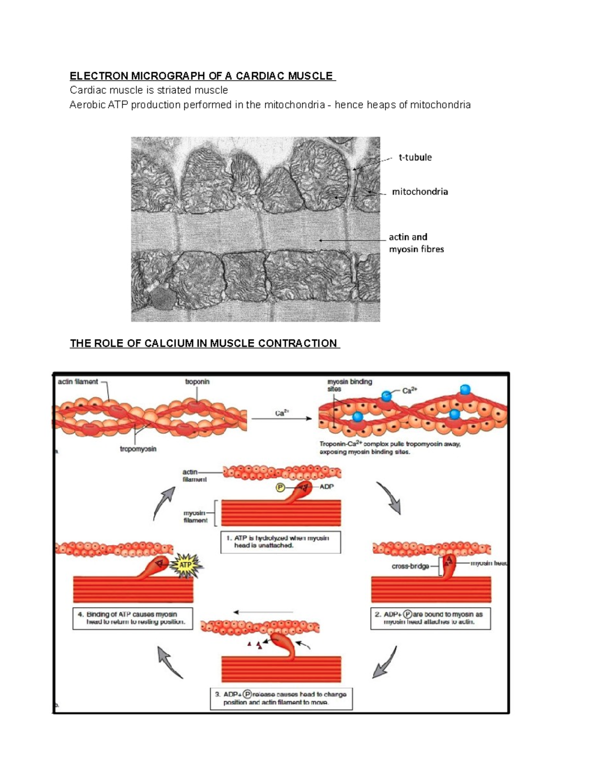3. Generation OF THE Heartbeat - Summary Notes - ELECTRON MICROGRAPH OF ...