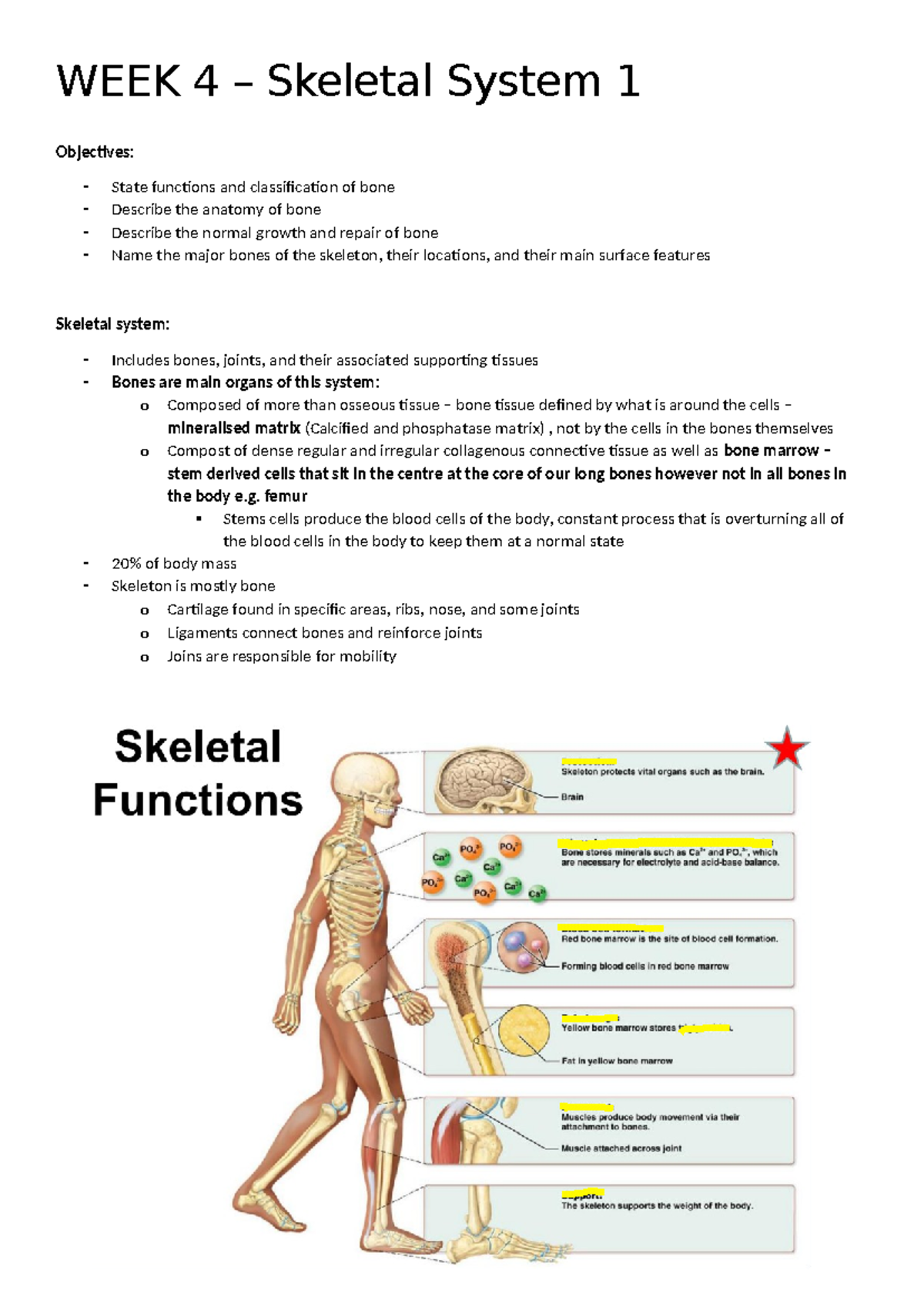 Week 4 - Skeletal System 1 - WEEK 4 – Skeletal System 1 Objectives ...