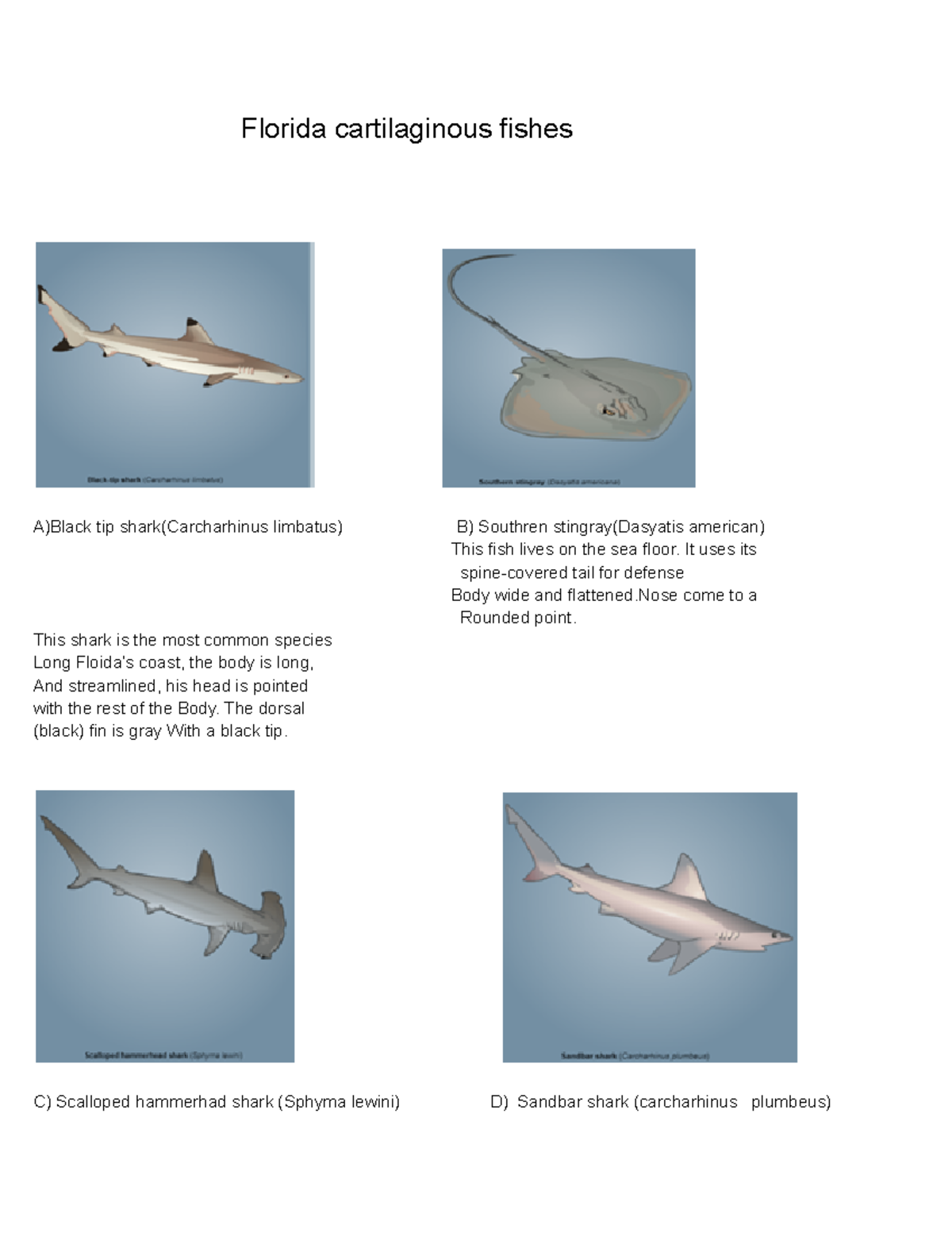 dichotomous keys assignment for bio - Florida cartilaginous fishes A ...