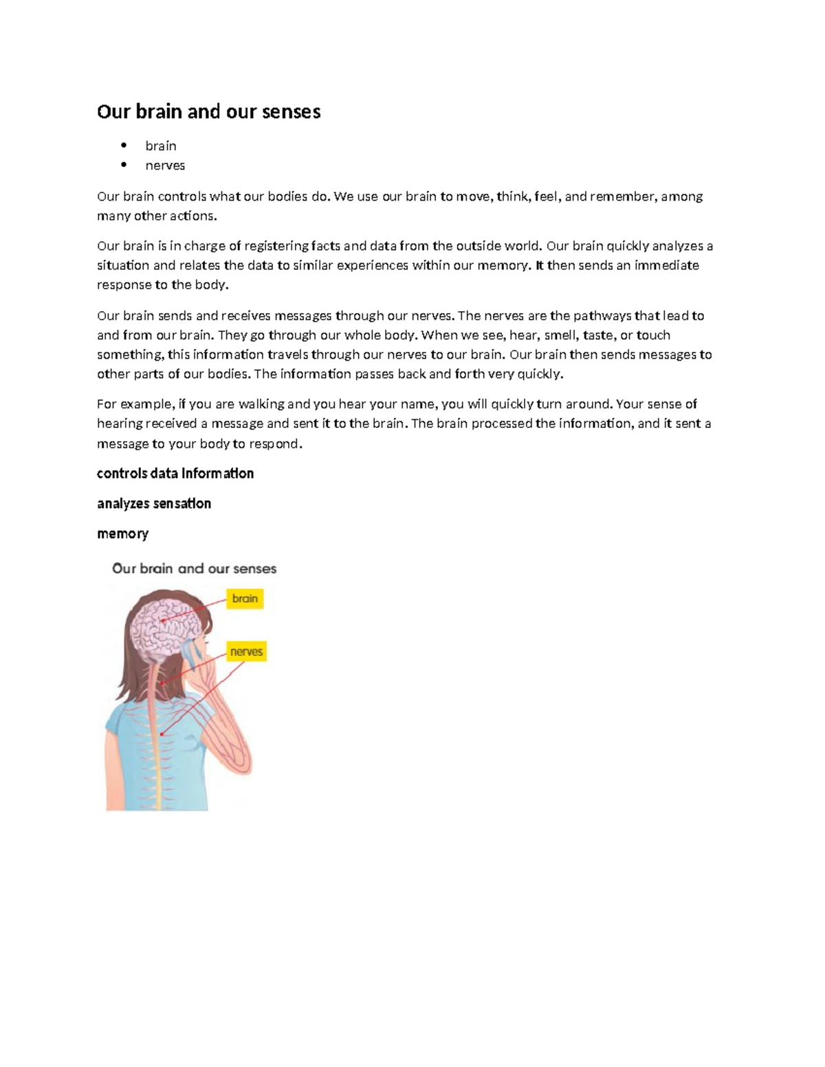 Five senses - Hwushshshs - Our brain and our senses brain nerves Our ...