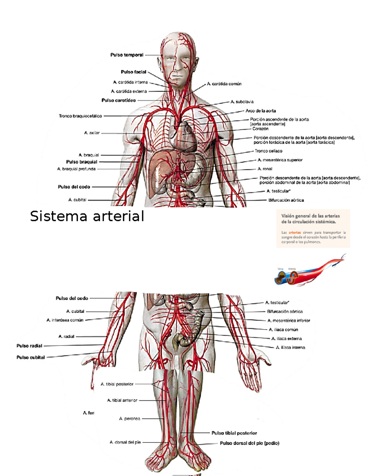 Sistema arterial - Sistema arterial Vaso principal: en el recorrido ...